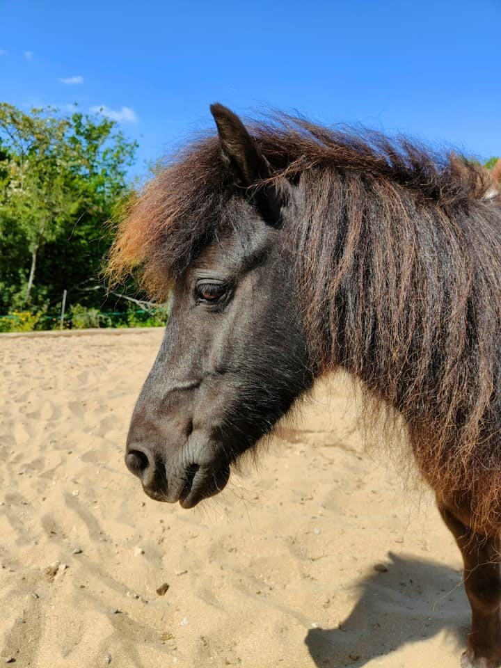 Naturally Healing Therapy Ponies